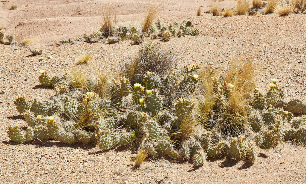 Veranstaltungen für Januar 2026 – Deutsche Kakteen-Gesellschaft e. V.